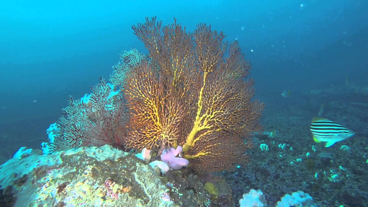 New reef discovered May 2014 - YouTube