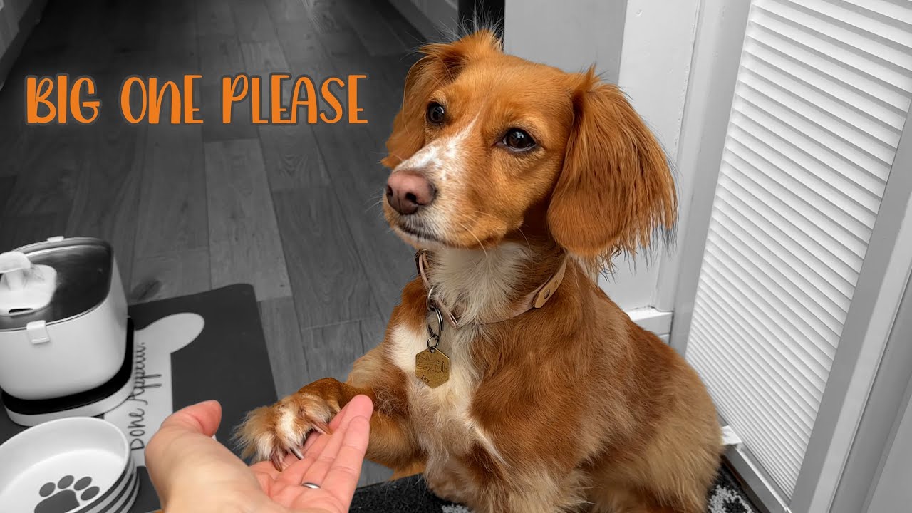My Bossy Dog Demands Treats! - YouTube