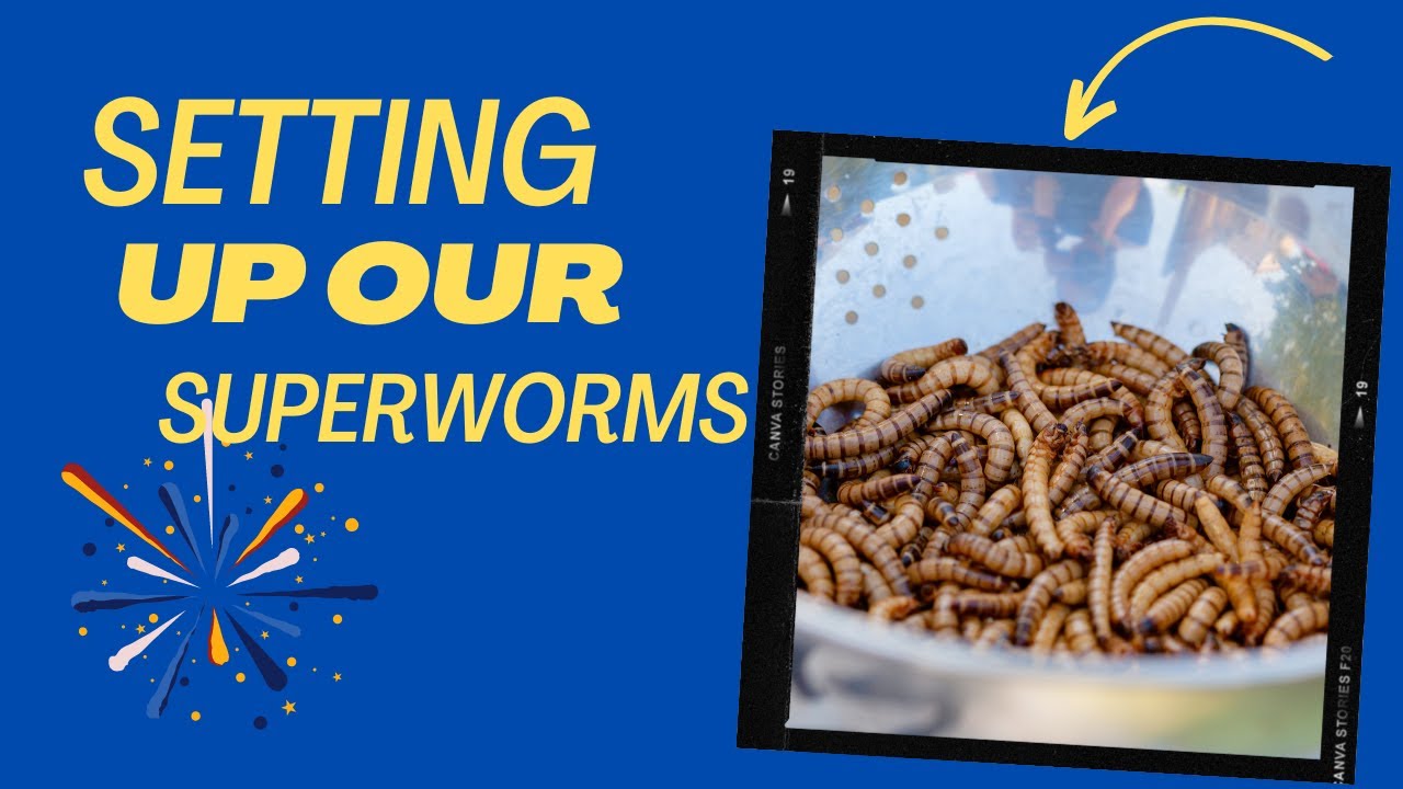 What do you do with superworms?? - YouTube