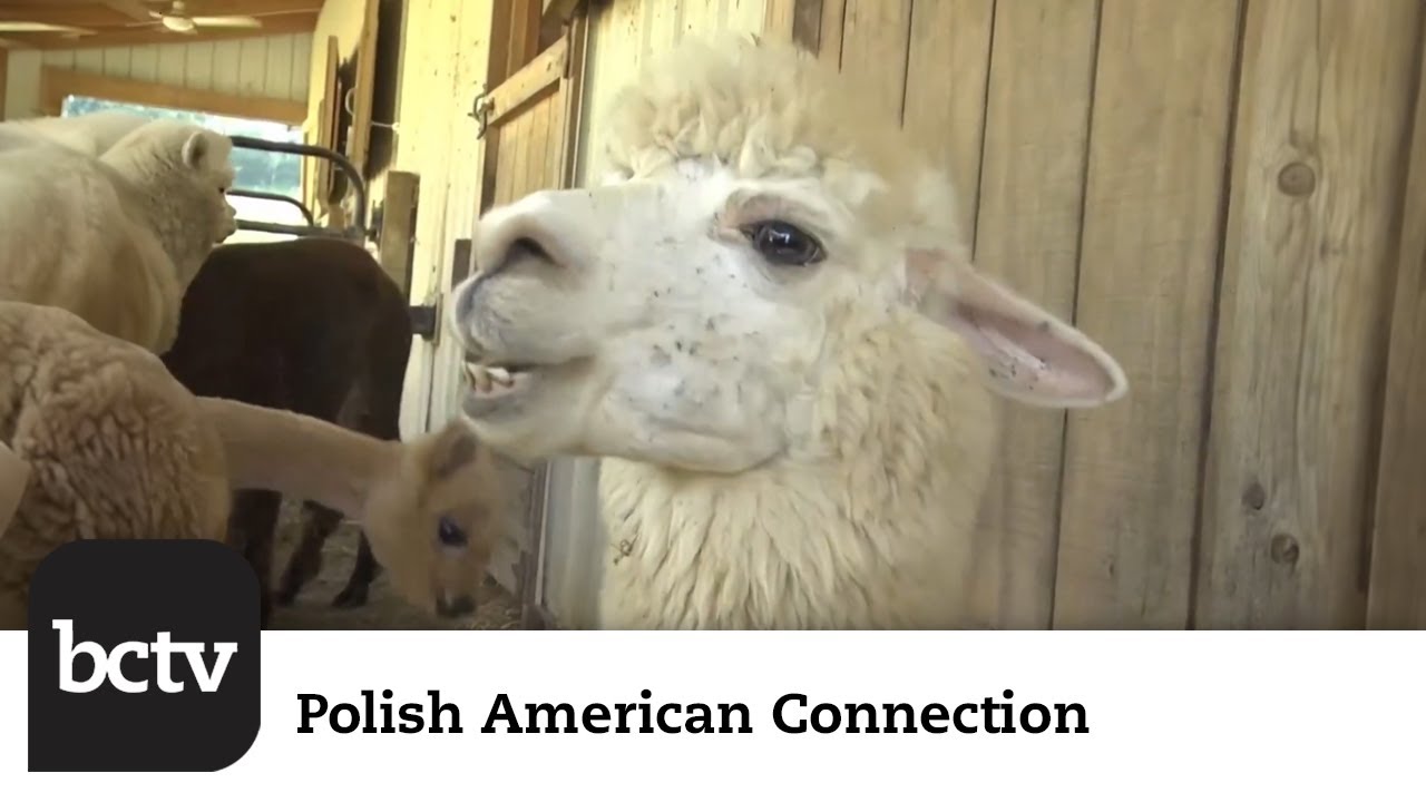 Bent Limb Alpaca Farm | Polish American Connection - YouTube