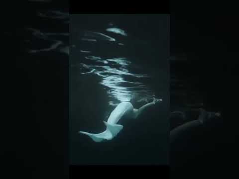 The Merman || #taekookff