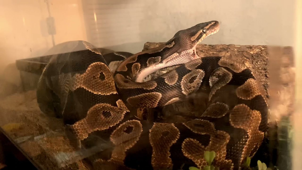 My Ball Python Regurgitates His Food! - YouTube