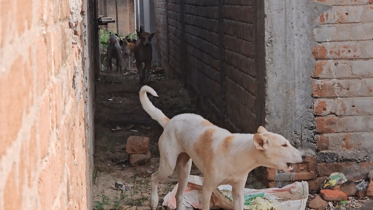 Street dog 🐕🐕 fighting||Dog barking and fighting in street area|| - YouTube