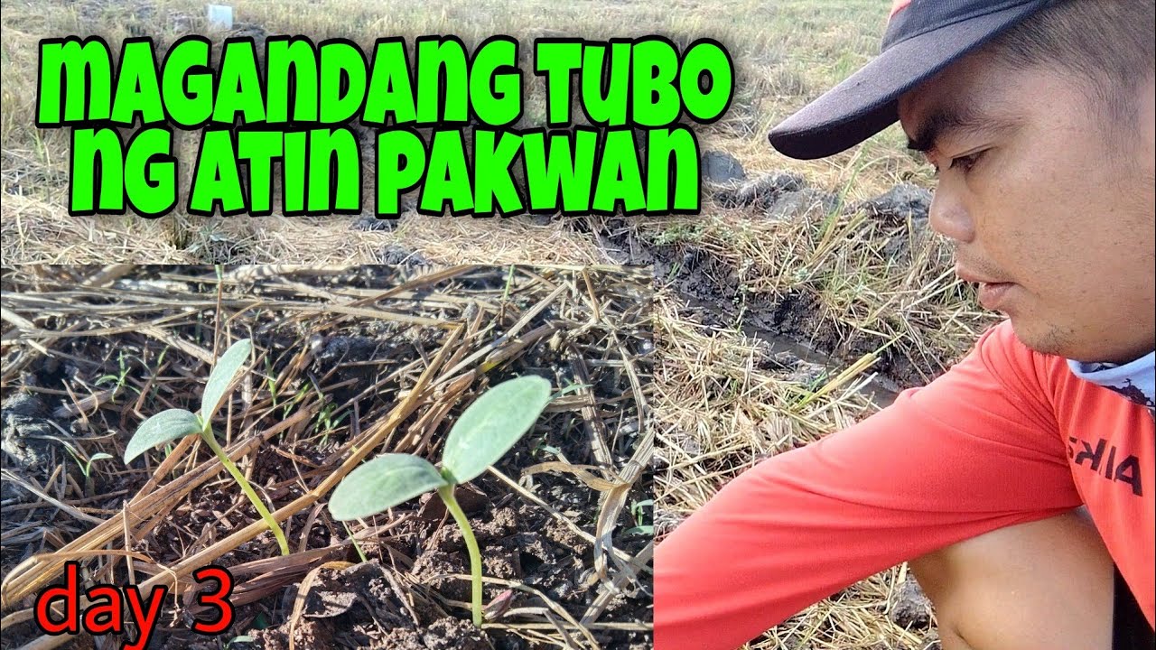 Day5 sa pakwanan_ mabilis tumubo ang mga buto + additional ng 1 ...