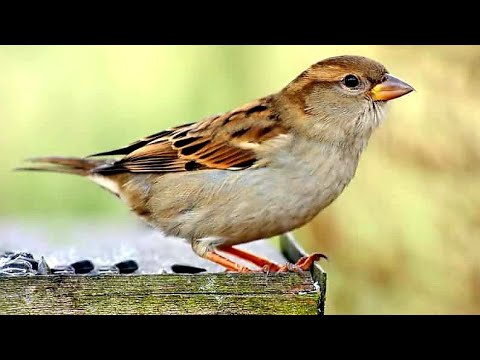 ΤΟ ΣΠΟΥΡΓΙΤΑΚΙ - YouTube