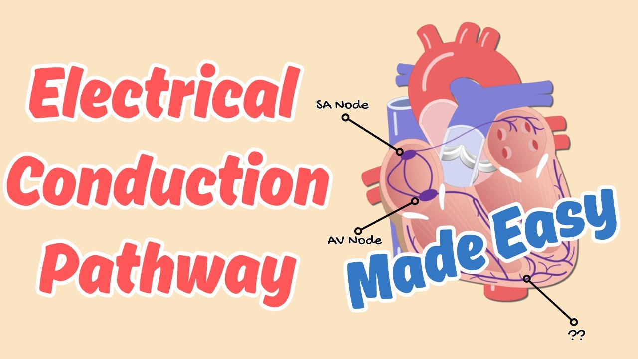 How the Heart Beats: Electrical Conduction System Explained | Critical ...