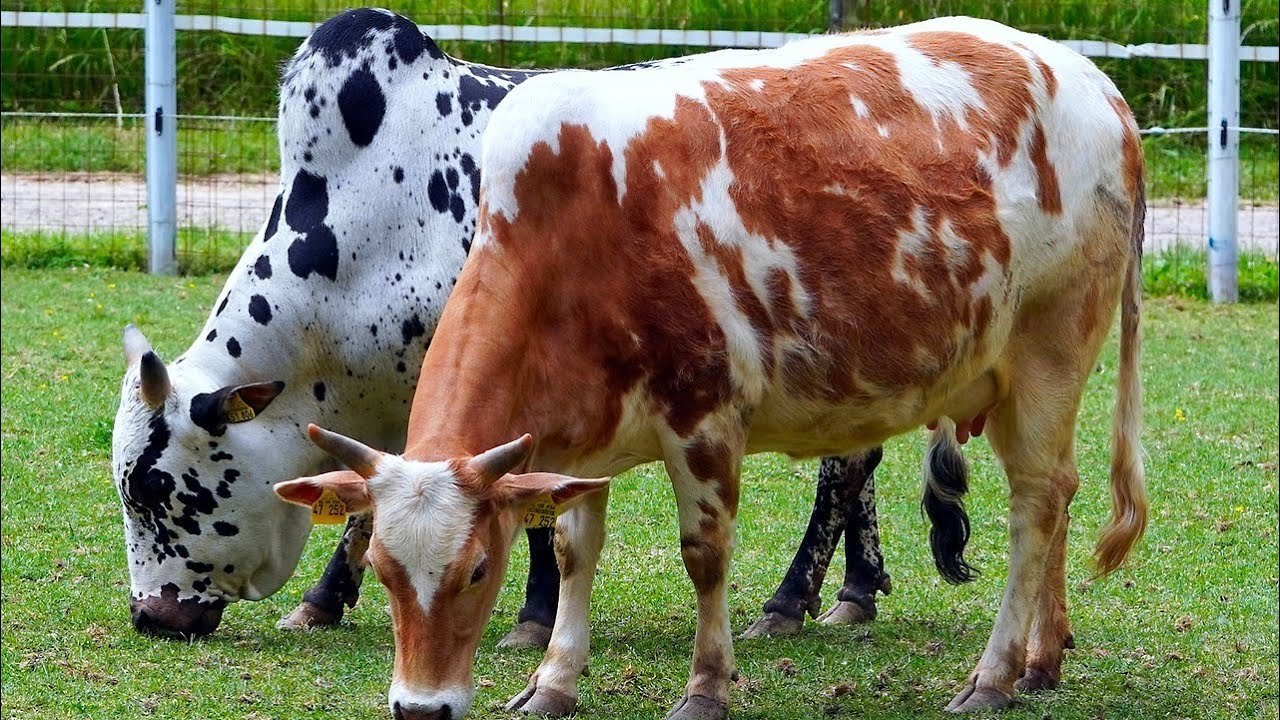 cow farm saleindigenous cow dairy farmfarm animals and their housescow ...