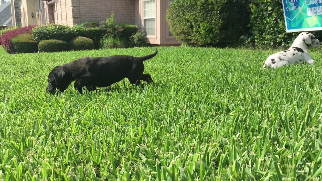 Kennedy's Kennel - Baby Girl 6 - YouTube