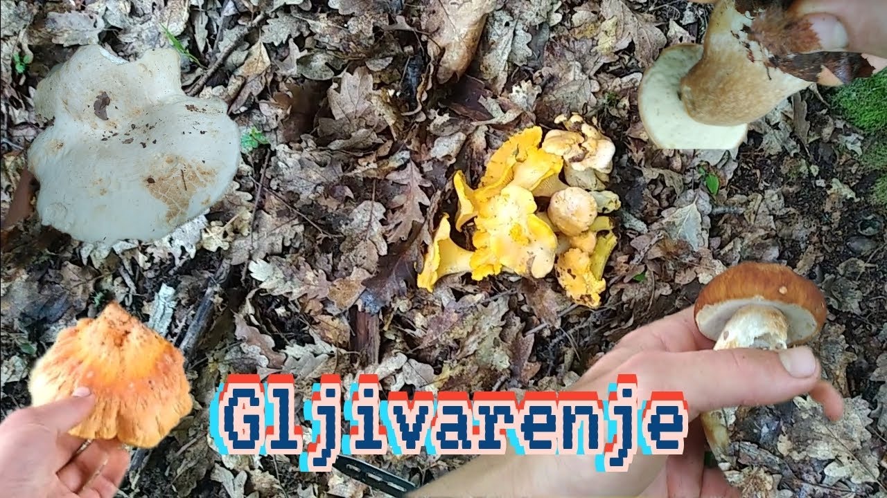 Vrganji,lisicare,sumsko pile,mlecnjajke... | Gljivarenje 14.06.2023 ...