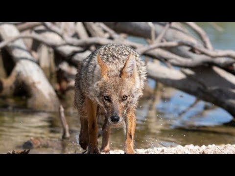 Dangerous Jackal Facts | Unveiling the Unknown | - YouTube