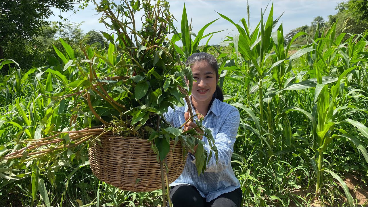 Pick Free and Fresh Vegetable In Village / Water Spinach cooking ...