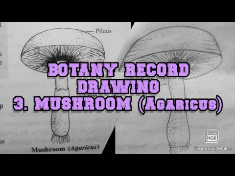 BOTANY RECORD EASY DRAWING 3. MUSHROOM (Agaricus) - YouTube