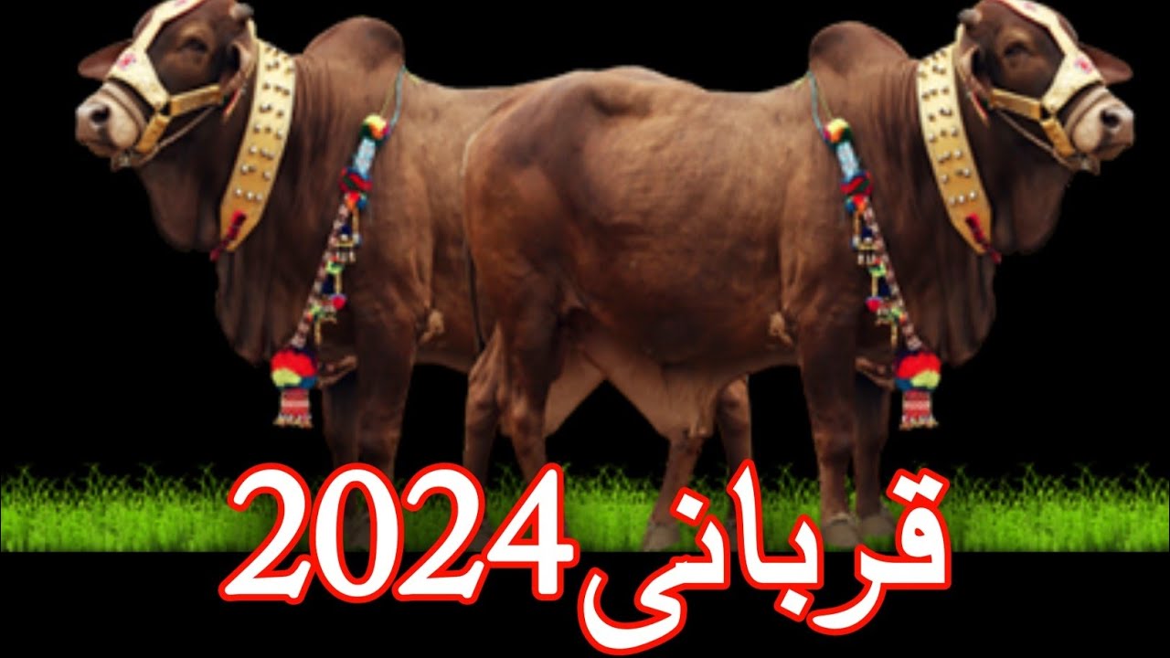 qurbani 2024 !! - YouTube