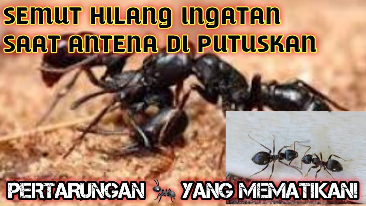 PERTARUNGAN SEMUT HITAM RAKSASA - YouTube