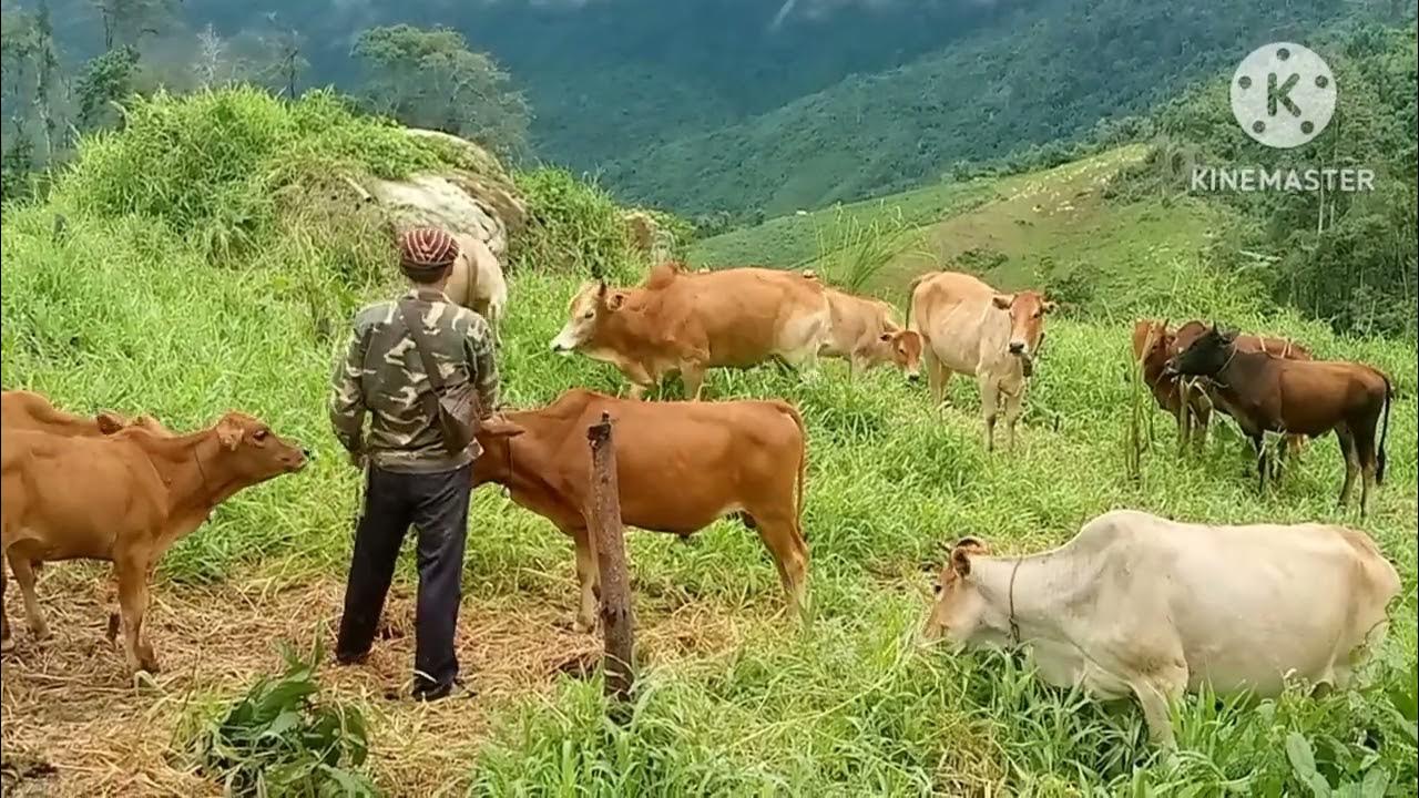 mus saib nyuj os - YouTube