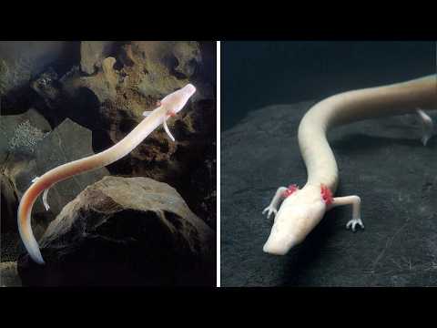 Olm 🦎 The Cave DRAGON Nobody Knows!