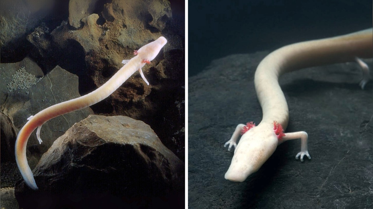 Olm 🦎 The Cave DRAGON Nobody Knows! - YouTube