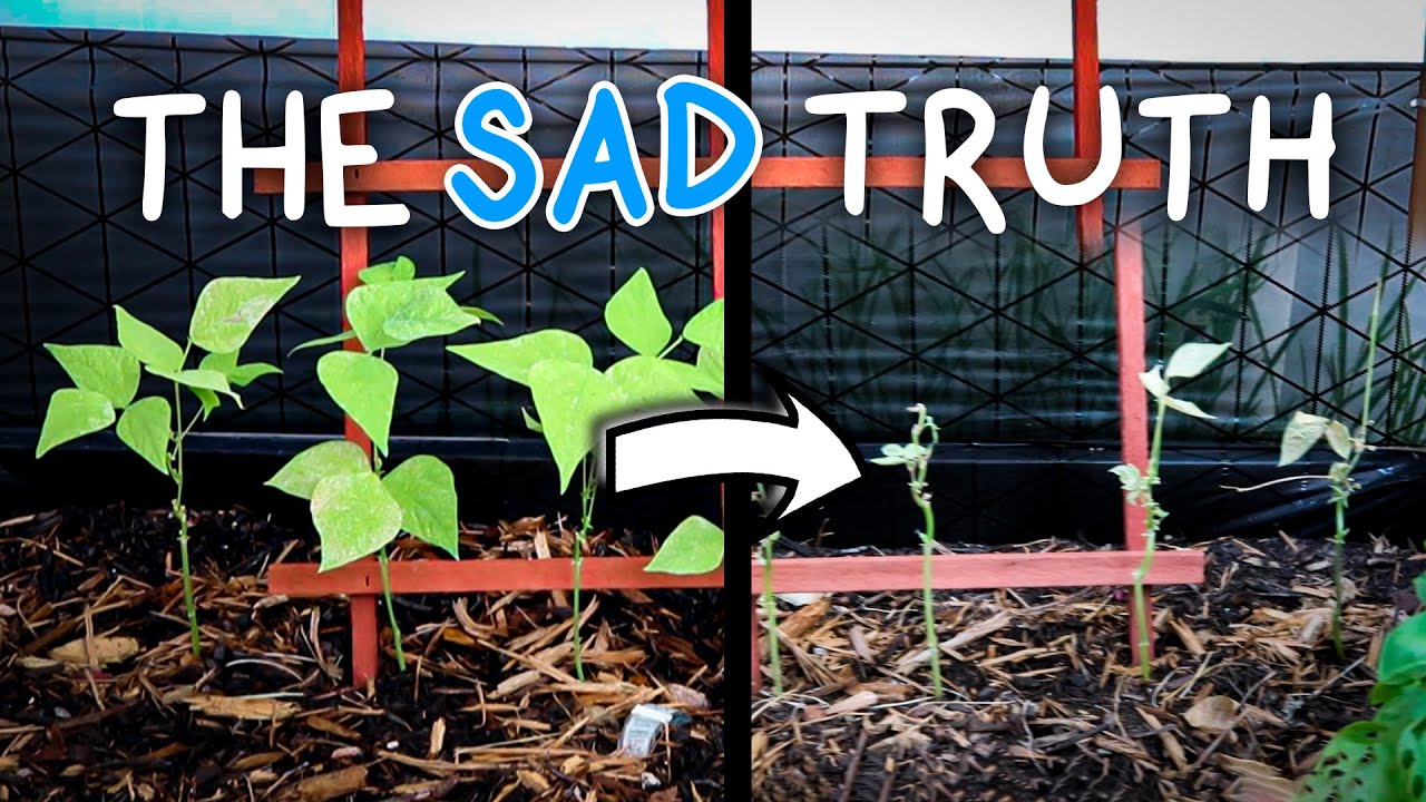 The Sad Truth About My Garden | Garden Update 3 - YouTube