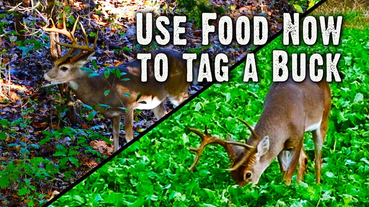 How to Use Food Now to Tag A Buck (724) - YouTube