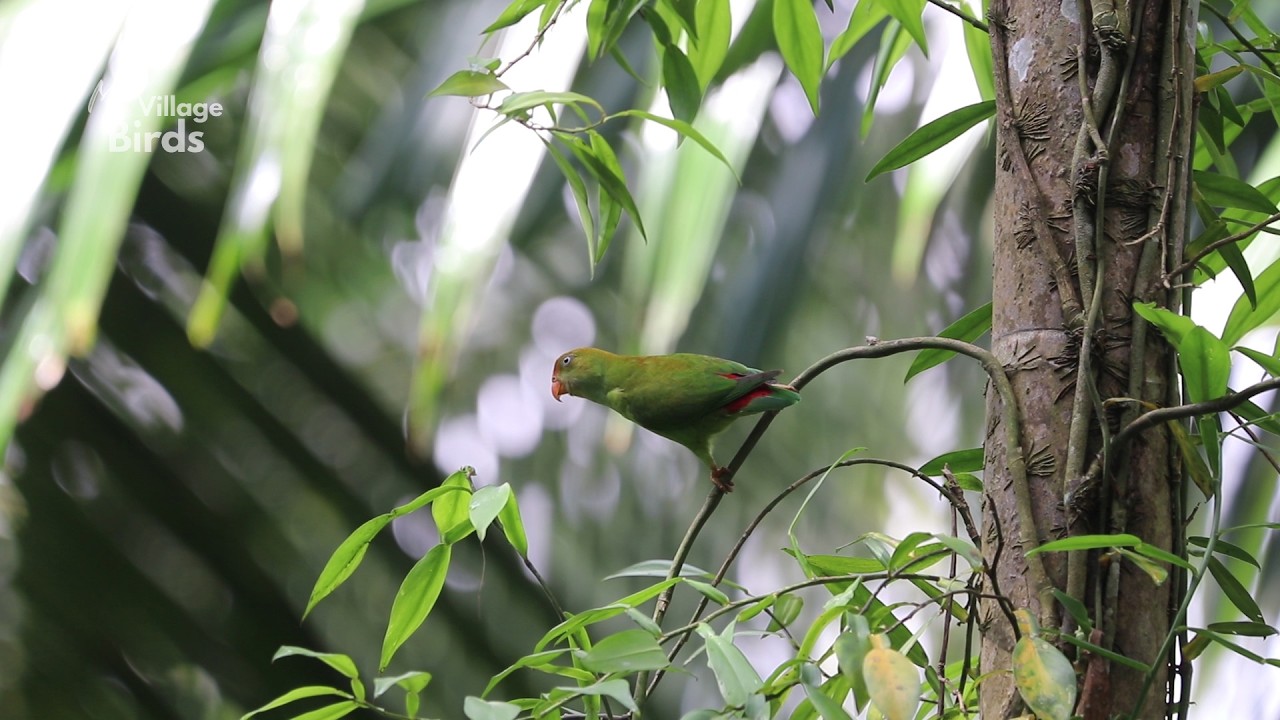 Sri Lanka Hanging Parrot (Gira Maliththa) | Endemic Birds of Sri Lanka ...