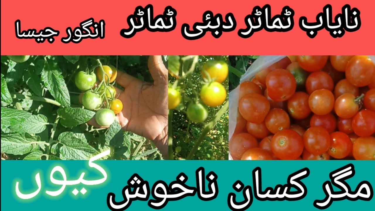 First vlog//tomato forming//unique Dubai tomato seeds not properly grow ...