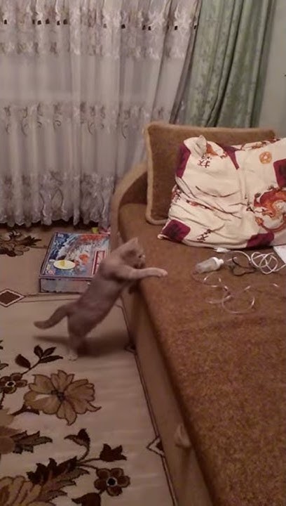 Когда кошка видит небулайзер)))! - YouTube