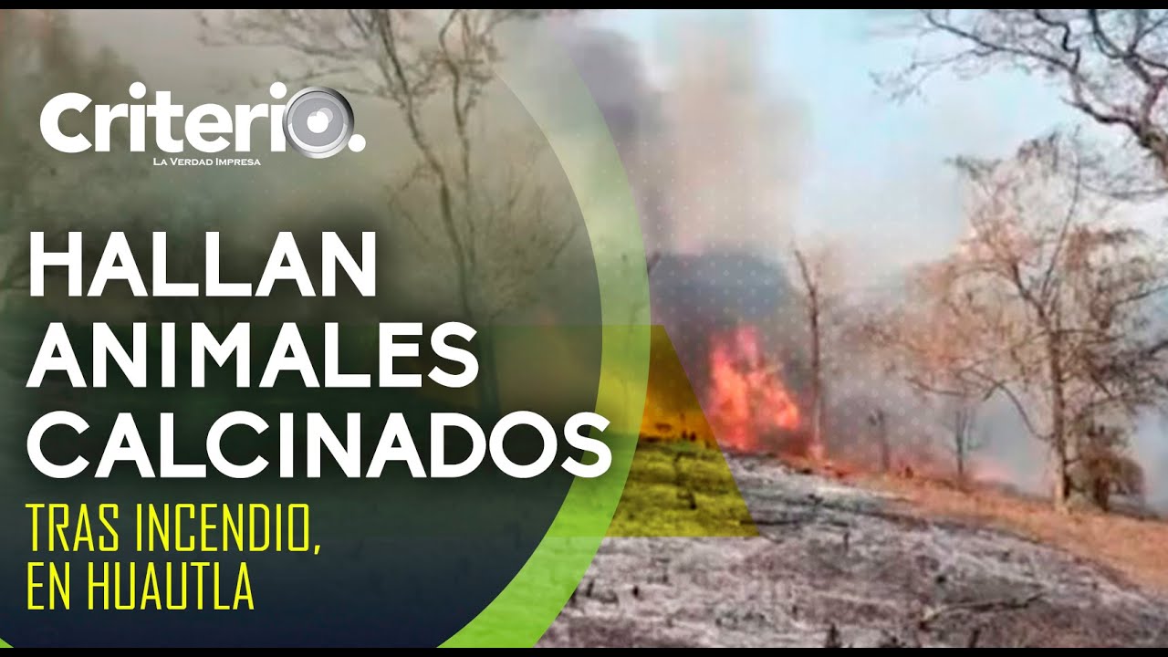 Hallan animales calcinados tras incendio, en Huautla - YouTube