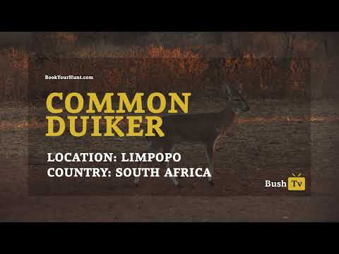 BushTV - Common/Grey Duiker