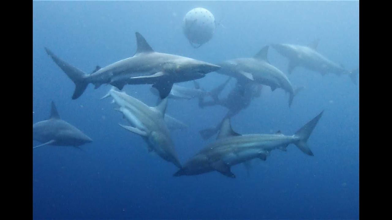 Baited Shark Dive Protea Banks - YouTube