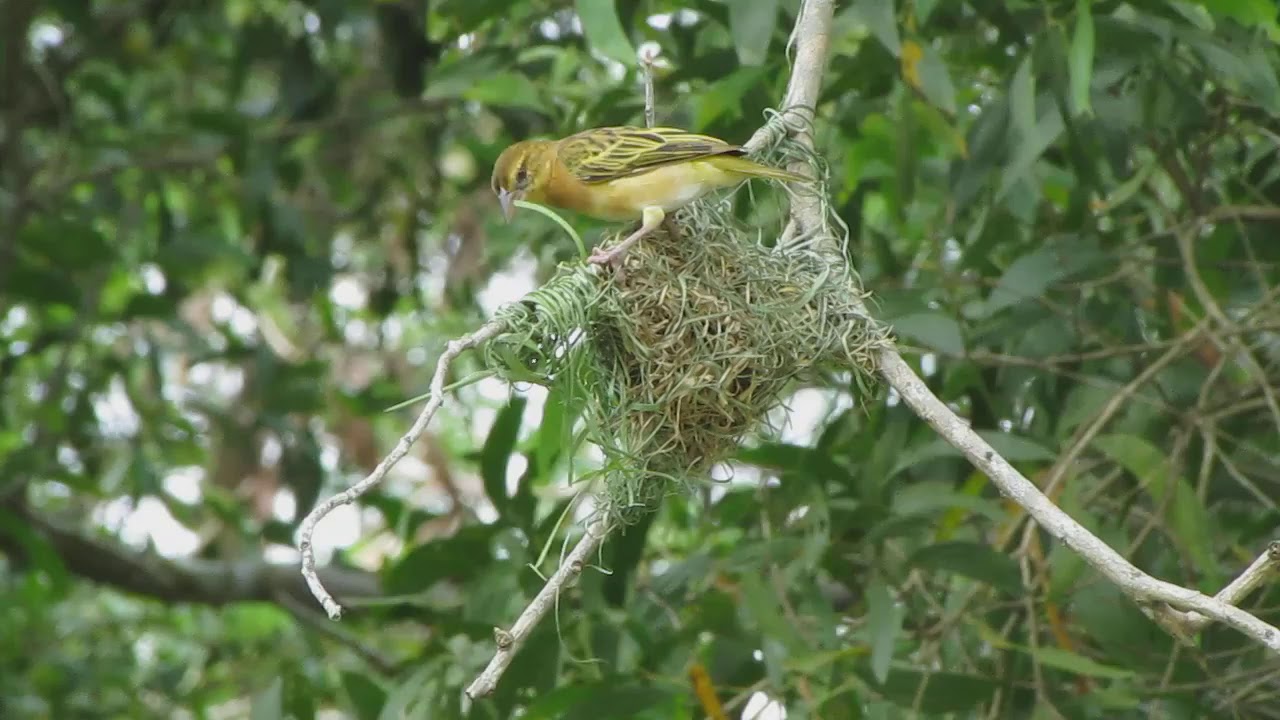 Weavers in Singapore 2 - YouTube