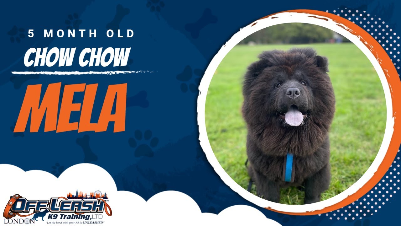 Best Chow Chow Dog Training | Mela | Dog Training in London - YouTube
