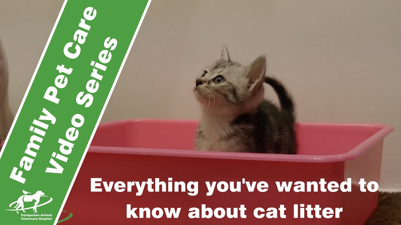 Cat Litter- everything you've ever wanted to know- Companion Animal ...