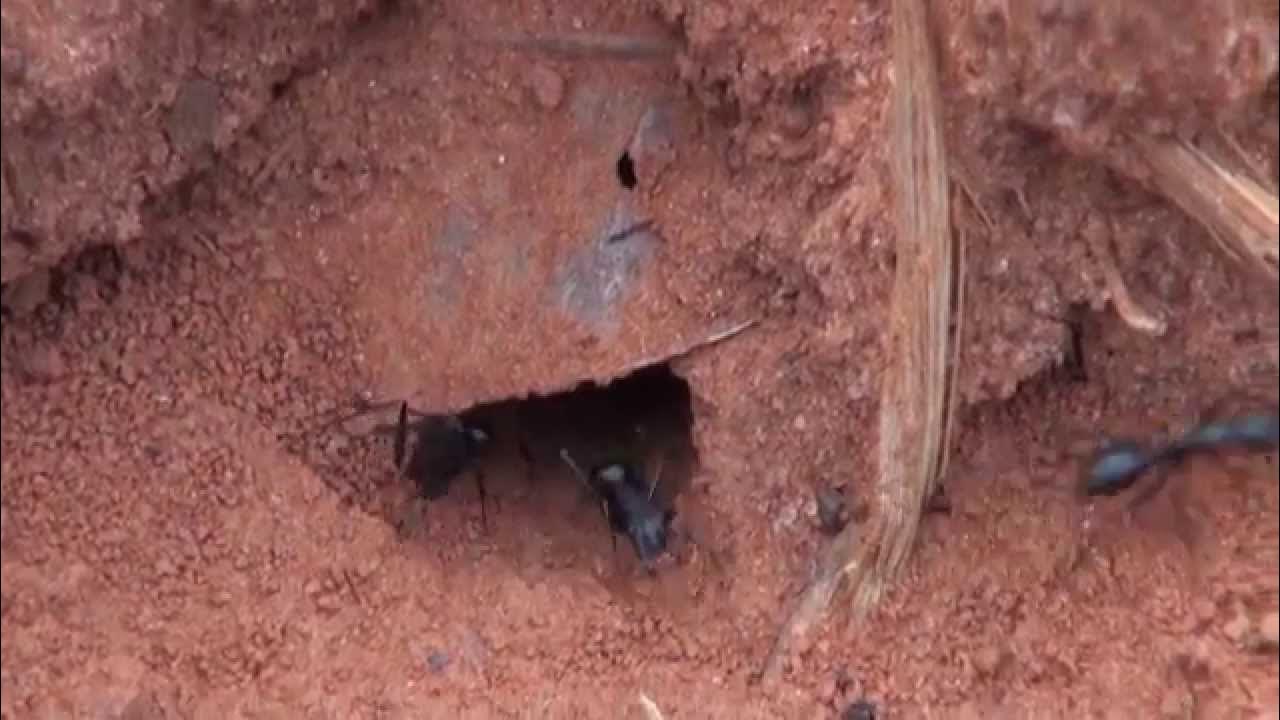 How ants make their home - YouTube