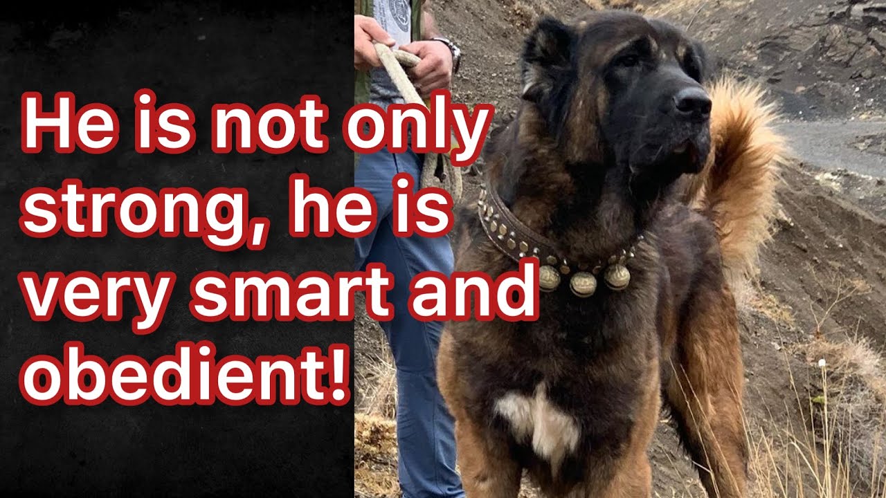 ️ Strong, smart, and obedient: Meet the Iranian Sarabi dog 🔥 - YouTube