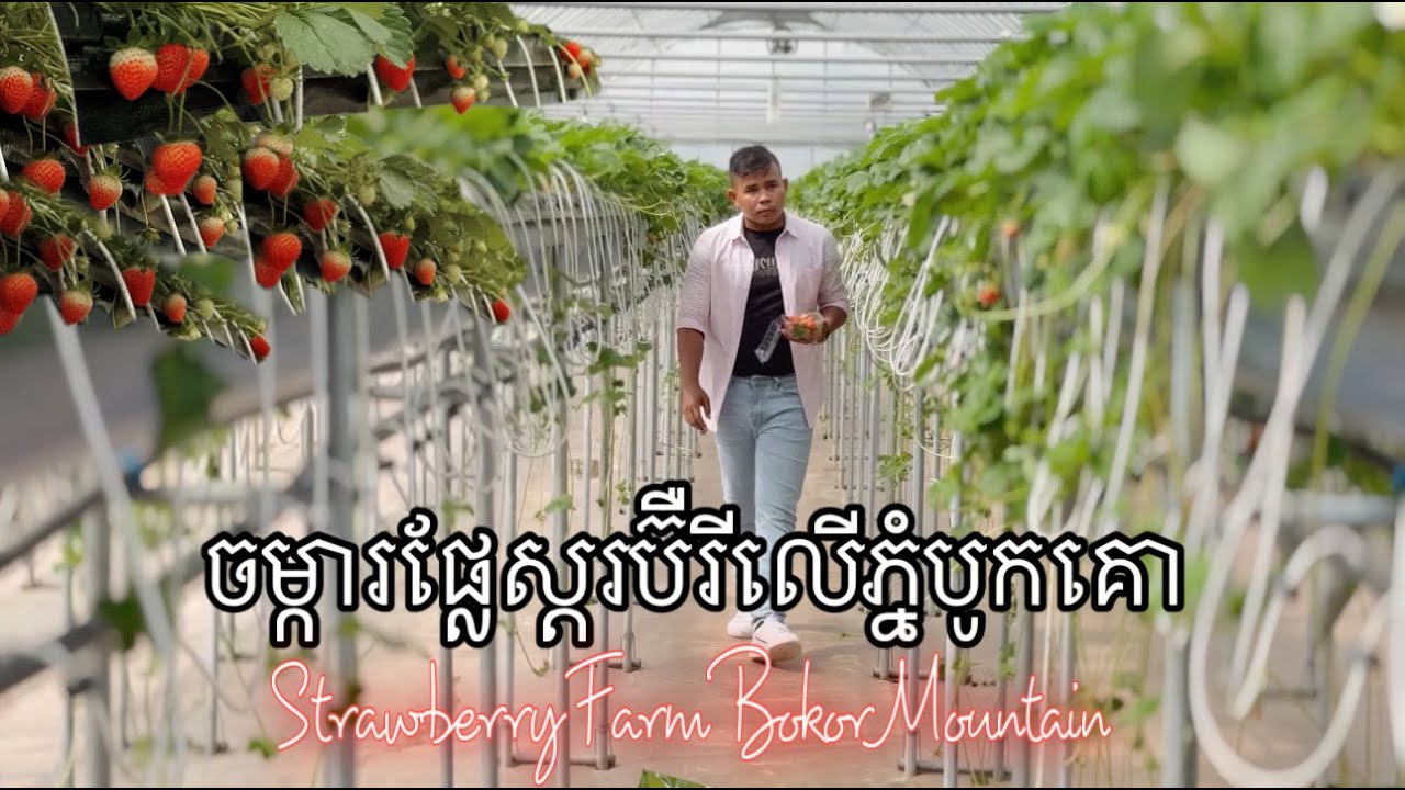 Strawberry Farm bokor mountain-ចម្ការស្តប៊ឺរីនៅលេីភ្នំបូកគោ#cambodia # ...
