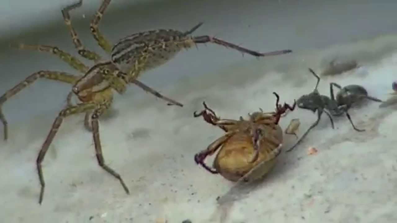 Spider Fights Over Food With Ant - YouTube