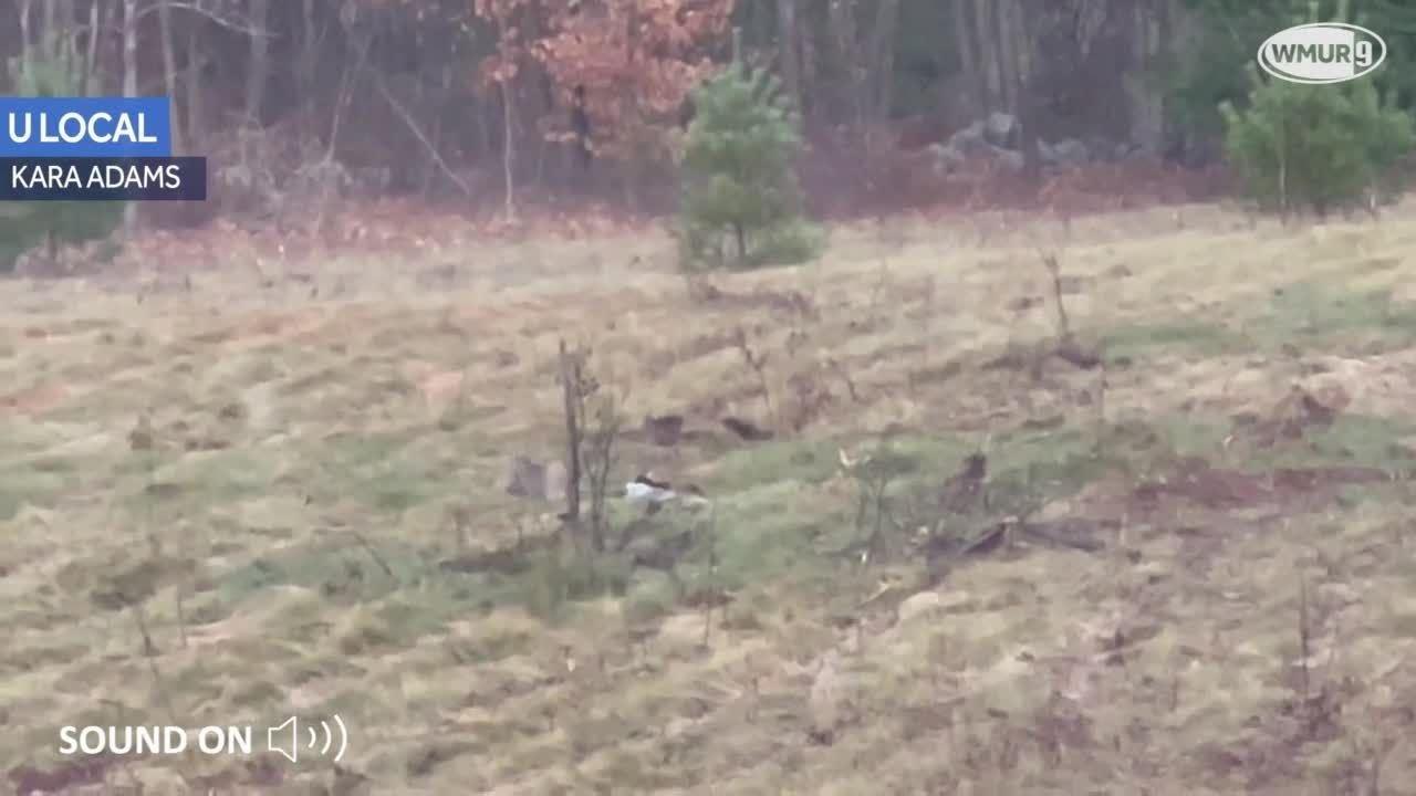 Video: Bobcats scream at each other in Concord - YouTube