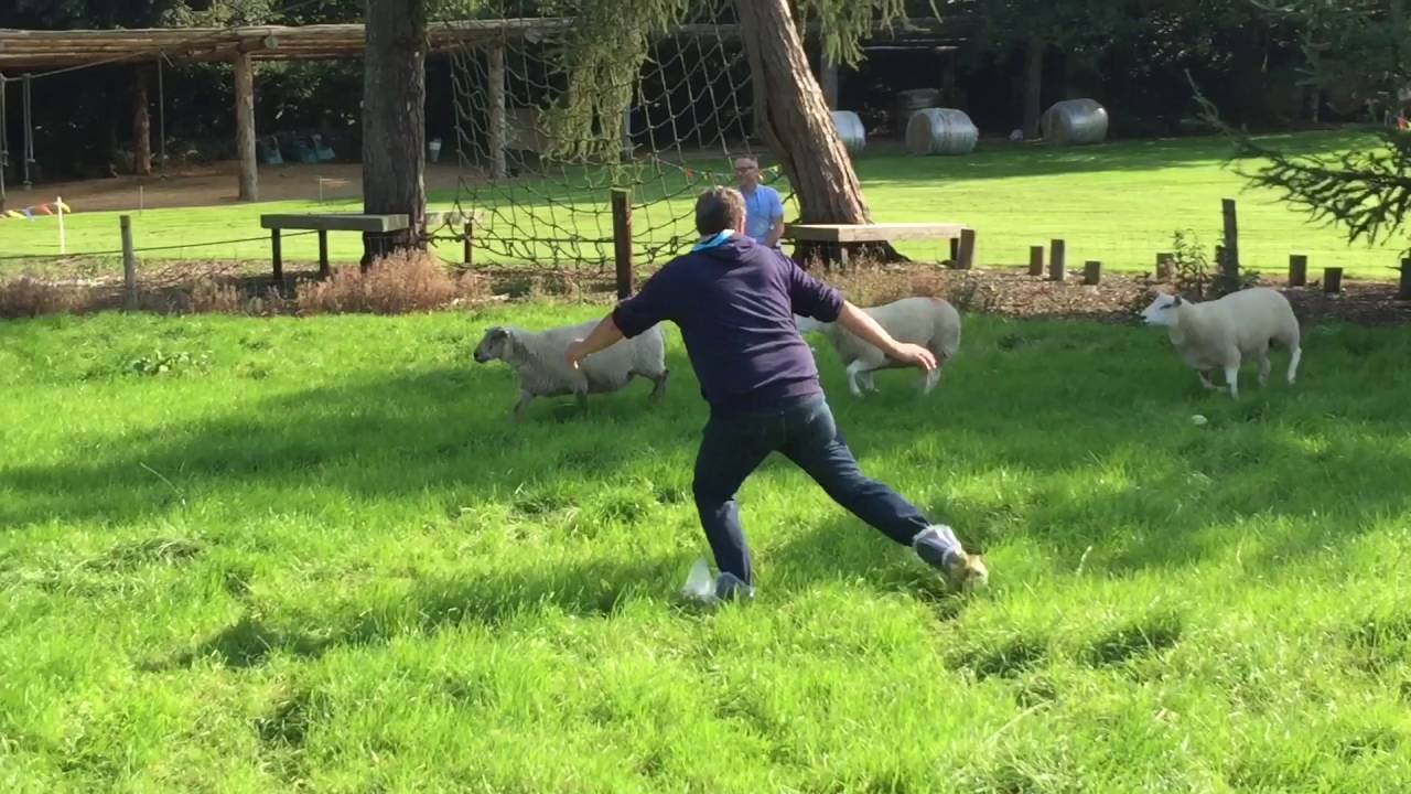 Human Sheep Herding - YouTube