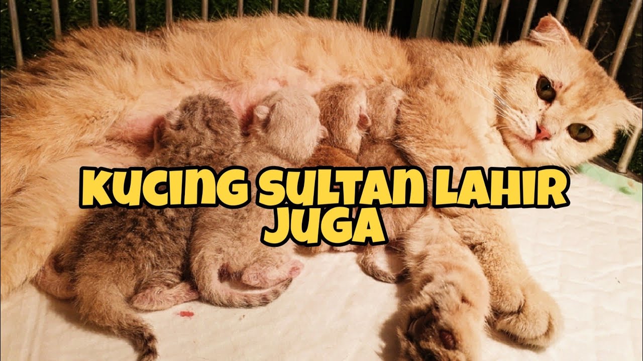 AKHIRNYA!!! KUCING SULTAN KU MELAHIRKAN - YouTube