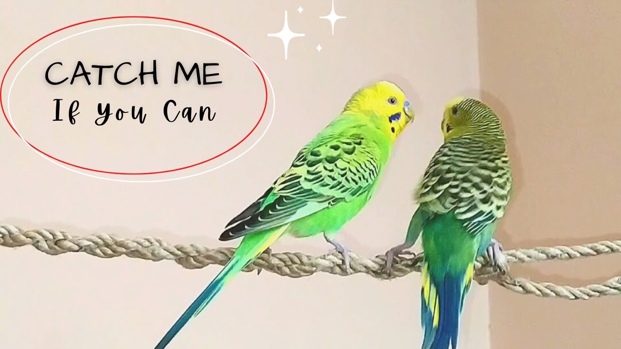 BUDGIES RUN FUN GAME | Parakeets playing game - YouTube