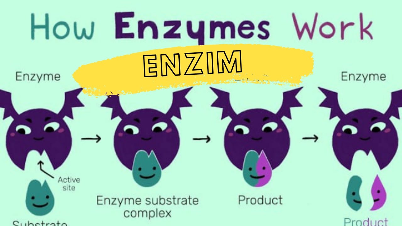 Enzim - Pengaruh Suhu dan pH - YouTube
