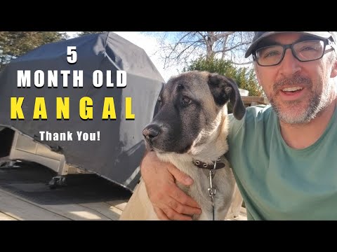 KANGAL PUPPY - THANK YOU | 5 MONTH OLD TURKISH KANGAL DOG