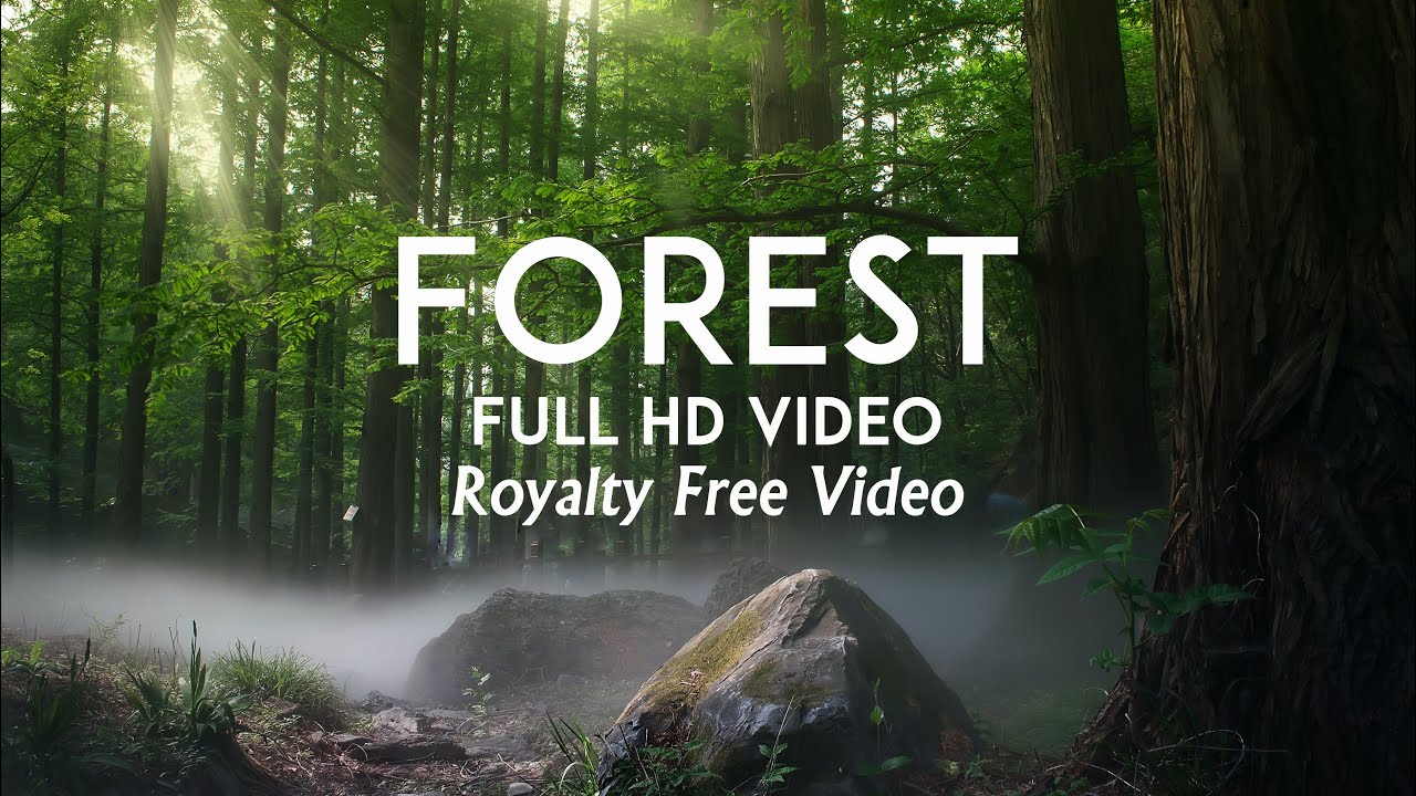 Free Forest Videos - Royalty Free Stock Footage - FULL HD - YouTube