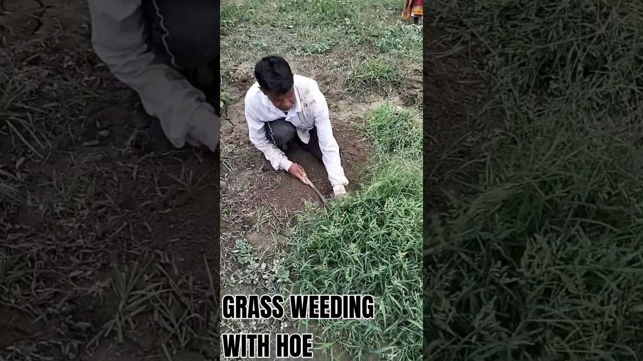 #Grass weeding with hoe@Amazing World Views - YouTube