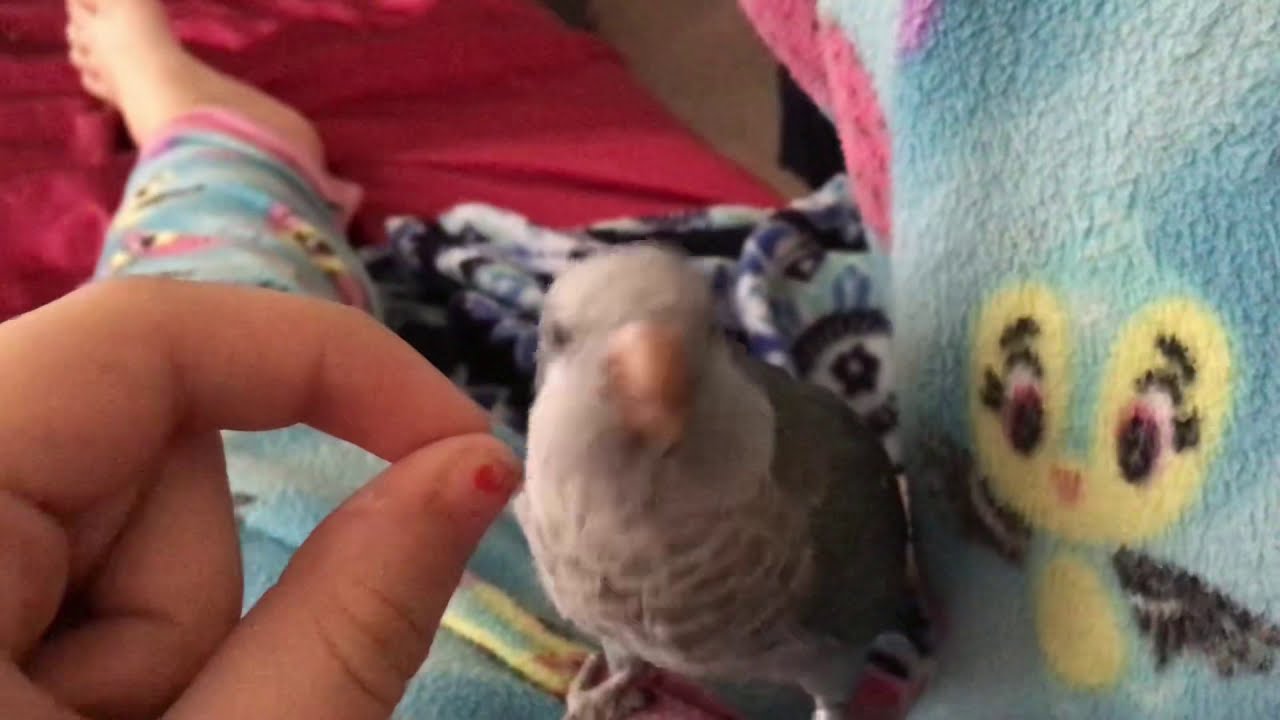 MEH CRAZY BLUE QUAKER FIGHTING MEH!!! - YouTube