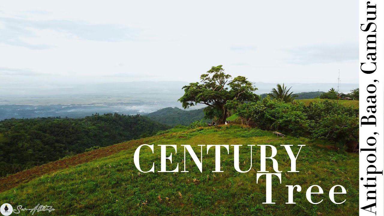 Century Tree @ Baao, Camarines Sur - YouTube