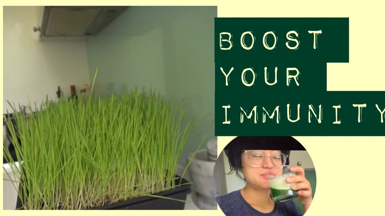 HOW TO GROW WHEATGRASS 🌱🌱 | JAMARA KO JUICE | MICRO GREENS| WHEATGRASS ...