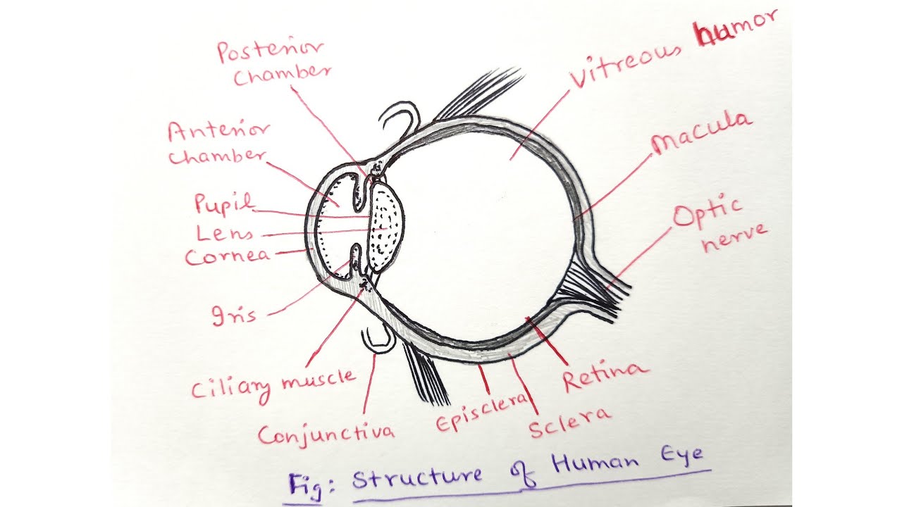 How to draw human eye/ step by step drawing for beginners - YouTube