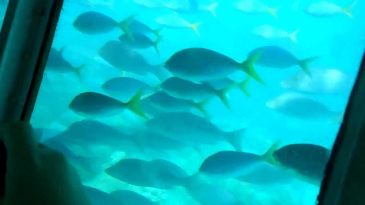The Great Barrier Reef from a Semi-Submersible Submarine - YouTube