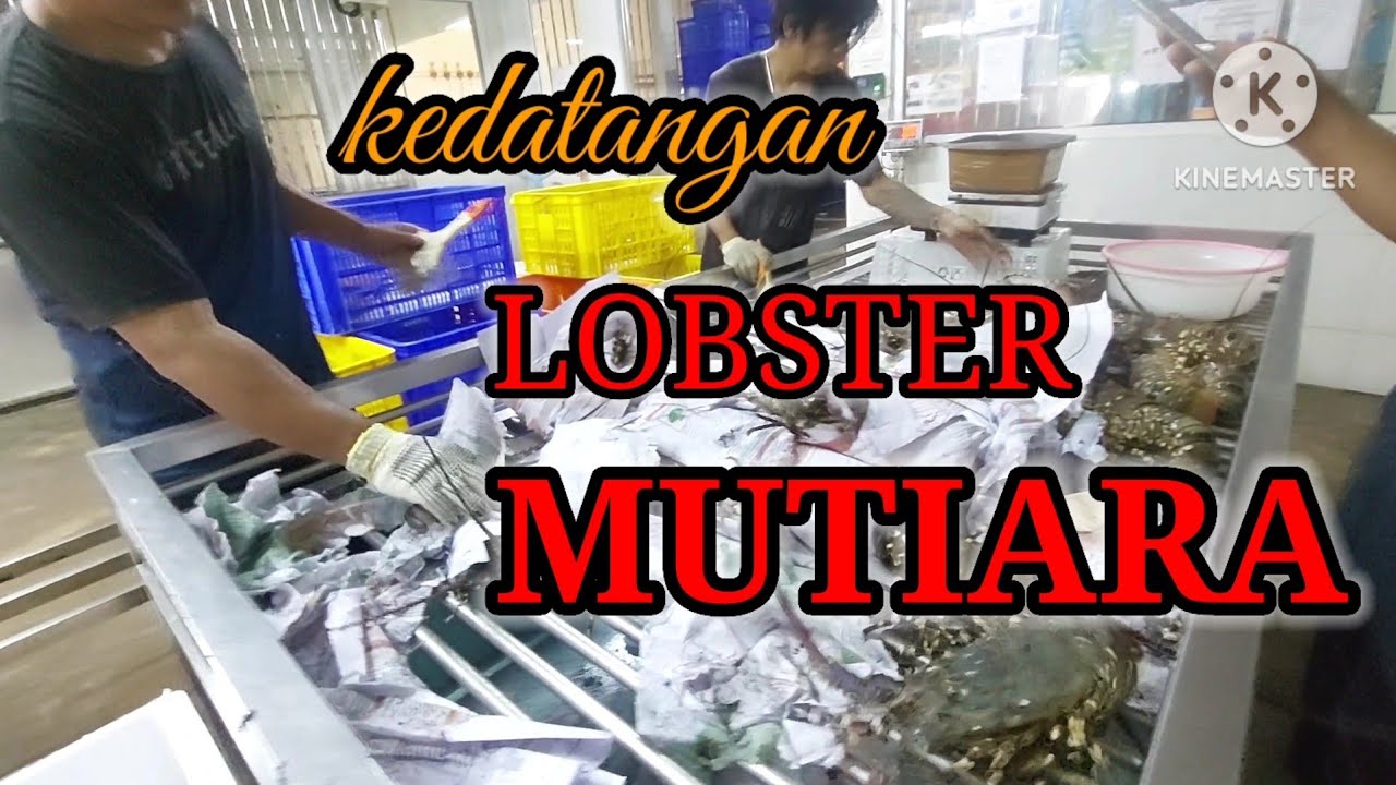 KEDATANGAN LOBSTER MUTIARA - YouTube